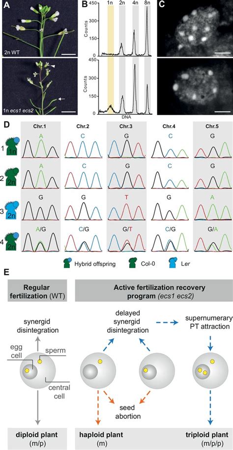 ecs1 and ecs2 suppress polyspermy and the formation of haploid plants
