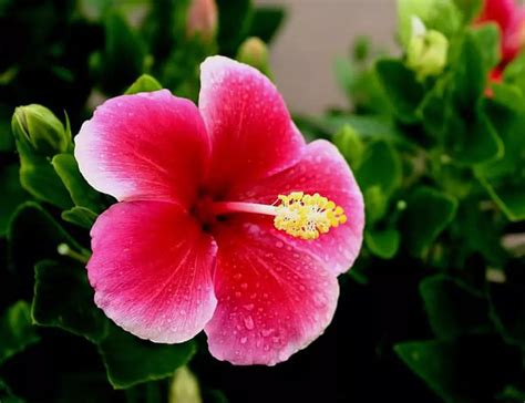 Защо листата на хибискуса пожълтяват