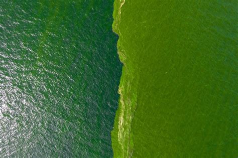 Plankton Blooms Causes And Consequences Plankton Portal The Amazing