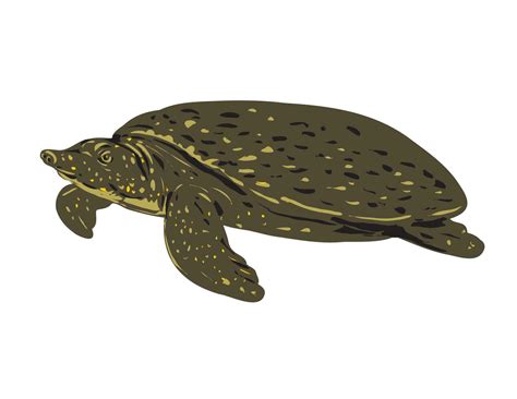 Asiatic Softshell Turtle Or Southeast Asian Softshell Turtle Side View Wpa Art 30348296 Vector