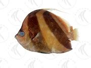 國立海洋生物博物館 生物典藏管理系統