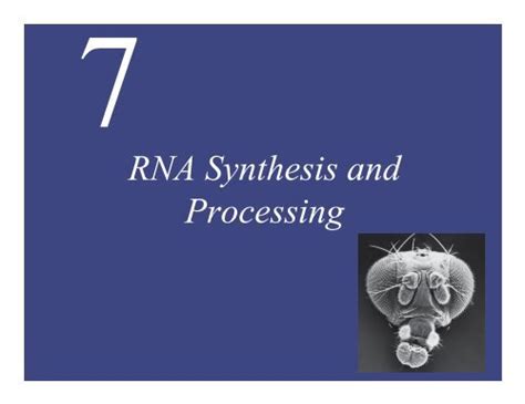 RNA Synthesis And Processing