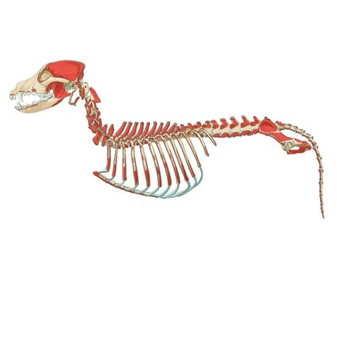 Axial Skeleton