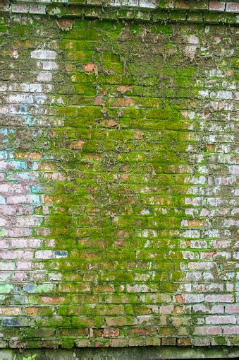 녹색 이끼로 덮여 벽돌 벽입니다 오래 된 벽돌 벽은 젖은 두꺼운 이끼로 덮여 있다 텍스처 배경 0명에 대한 스톡 사진 및 기타 이미지 Istock