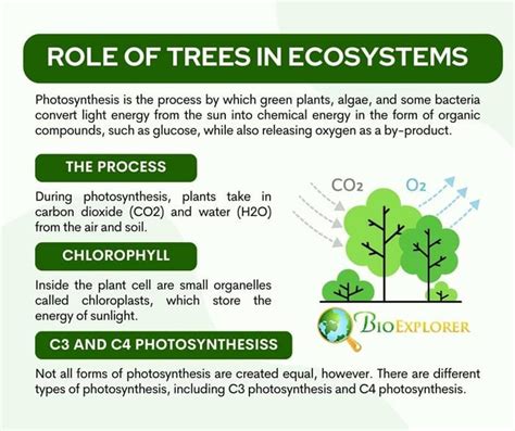 Types Of Trees Deciduous Trees Evergreen Trees Pictures