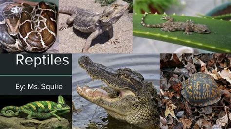 Reptiles Pptx