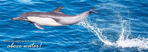Whale Watching And Dolphin Cruise Newport Beach California