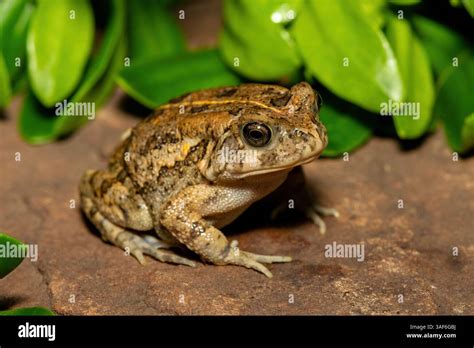 A Beautiful Guttural Toad Sclerophrys Gutturalis Also Known As A African Common Toad In The