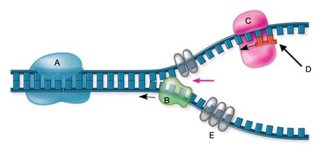Biology Test 1 Semester 2 Flashcards Quizlet