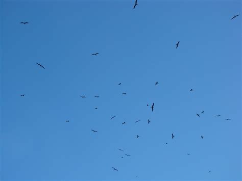 Безплатна снимка море природа птица стадо линия синьо небе миграция на птиците кацане