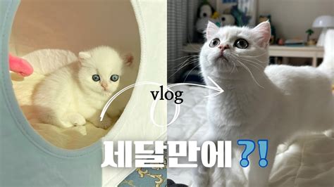 Sub Vlogㅣ생후3개월ㅣ아기 고양이와 초보집사 일상 Youtube