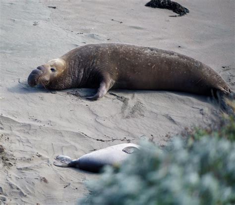 Elephant Seal Vista Point Visit Slo Cal