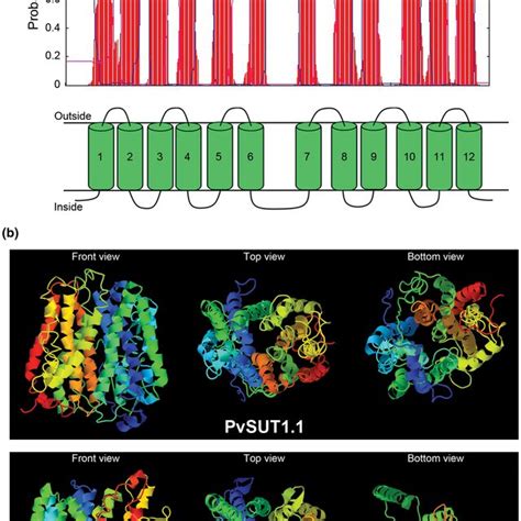 In Silico Prediction Analysis Of Pvsut11 A Transmembrane Domain