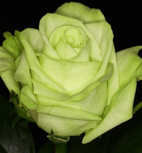Rose – Green Tea