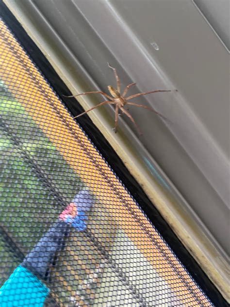 What Kind Of Spider Is This Bro He Was Really Chill And Even High