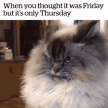 Not Friday Yet Meme Not Friday Yet Discover And Share S