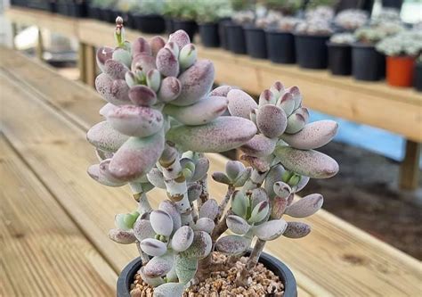 애플트리다육 사랑으로 키우는 다육이 🥰 요즘 반려다육이가 인기가 많은데요 보는 것만으로도