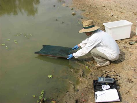 Cane Toad Tadpole Control