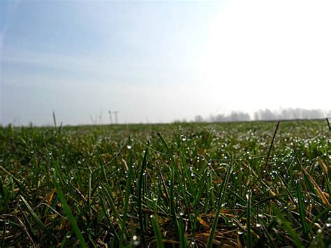 Green Grass Backdrop Early Grass Photo Background And Picture For Free