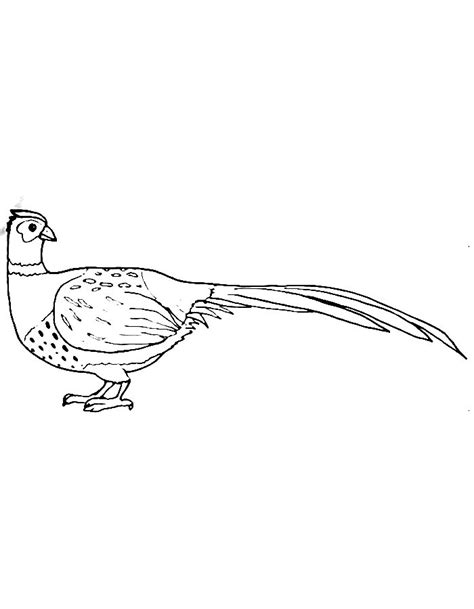 Necked Pheasant Bird Drawing Coloring Page