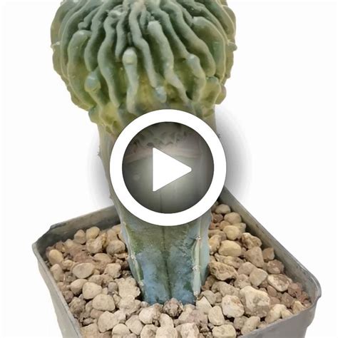 Echinofossulocactus Inermis Sperm Cactus F Variegata 14 Cm