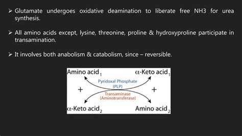 Transamination And Deamination Pptx