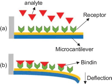 Microcantilever Beam Response A Initial State And B Sensing State Download Scientific