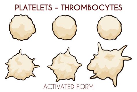 Premium Vector Set With Platelets Or Thrombocytes In Normal And Activated Version