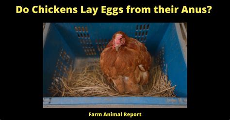 What Is A Chicken S Bum Hole Called At Jenny Abate Blog