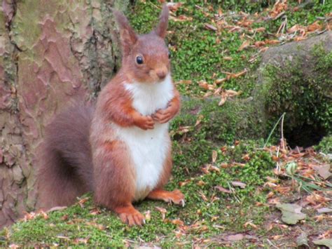 Eurasian Red Squirrel Sciurus Vulgaris Red Squirrel Fursona Red