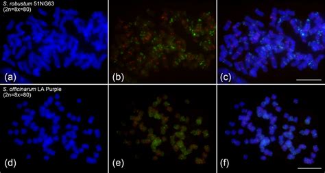 Fish Mapping Of The Brocade Oligo Probes On Metaphase Chromosomes Of