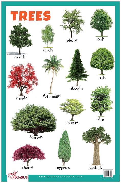 Trees Educational Chart Uk Pegasus 9788131939055 Books Trees Educational Chart Uk Pegasus 9788131939055 Books