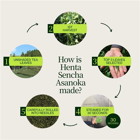 Henta Sencha Asanoka From Kirishima A Floral Green Tea Nio Teas