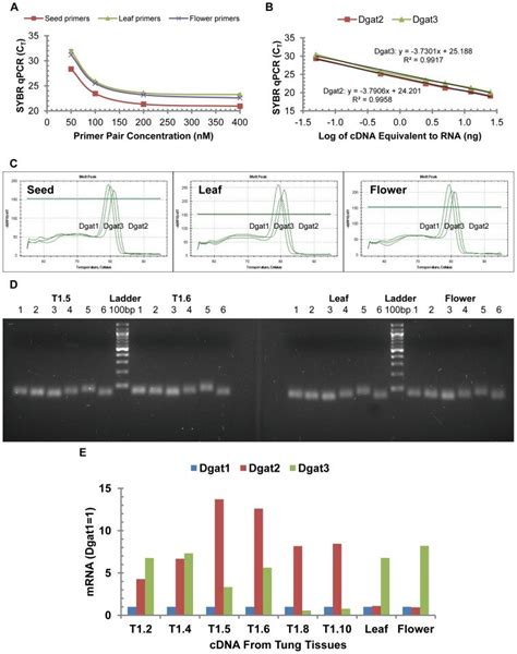A Sybr Green Qpcr Primer Optimization For Dgat2 The Qpcr Reaction Download Scientific