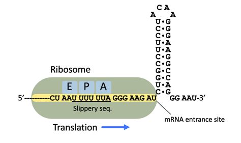 The À1 Prf Signal From Hiv 1 This Signal Consists Of A Slippery
