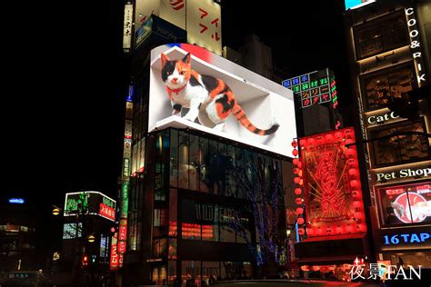 新宿東口の猫（東京都の夜景）営業時間や駐車場情報など 夜景fan