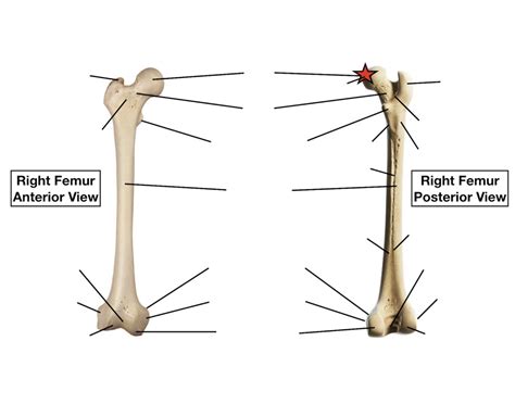 Femur Surface Markings Quiz