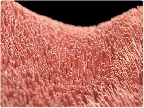 Mysteries Behind Multiciliated Cells
