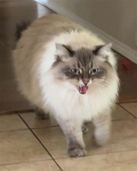 Nimbus Siberian A Very Blurry Nimbus Weekend 🫨 Cat Facebook