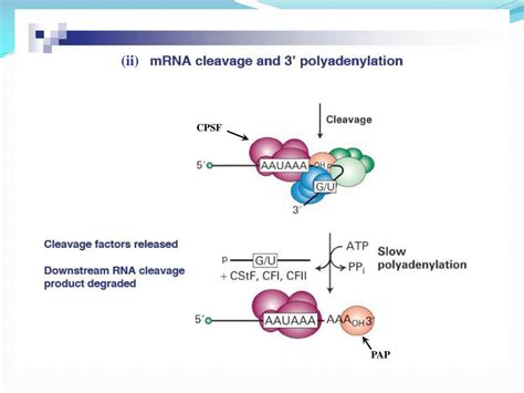 Ppt Rna Processing Eukaryotes Powerpoint Presentation Free Download Id 7122006