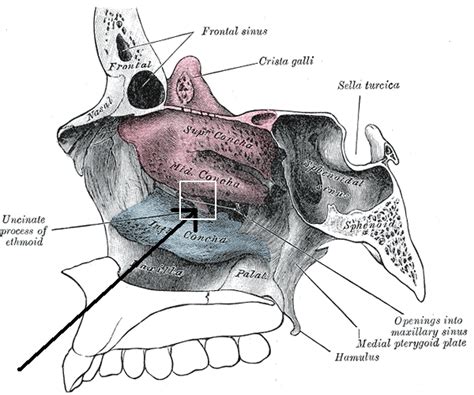 Uncinate Process Of Ethmoid Bone Alchetron The Free Social Encyclopedia