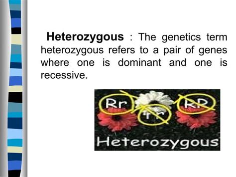 Sex Influenced Traits Ppt