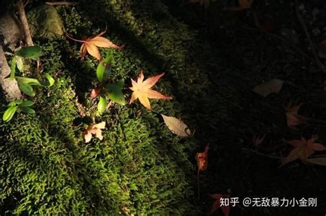 无邻庵京都庭园大师推荐的庭园你去过了吗 知乎