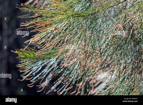 Do Oak Trees Produce Pollen At Phyllis Gordon Blog