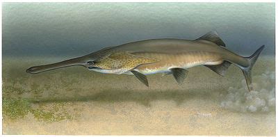 List Of Us State Fish Wikipedia