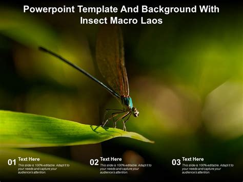 Free Insect Powerpoint Templates Free Printables