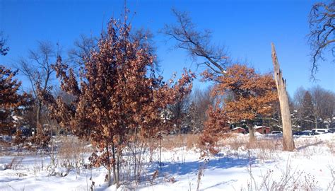 Oak Trees In Winter