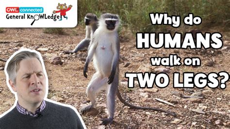 General Knowledge Why Do Humans Walk On Two Legs Owl Connected