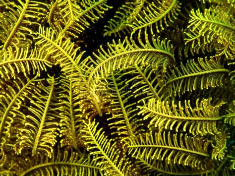 Sea Lily Of The Philippine Sea Stock Image Image Of Ocean Coral