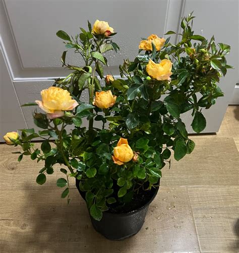 Барын чих цэцгийн онлайн дэлгүүр ПАРКИЙН САРНАЙ голланд сорт том цэцэгтэй ҮНЭ 65К Цэцгийн